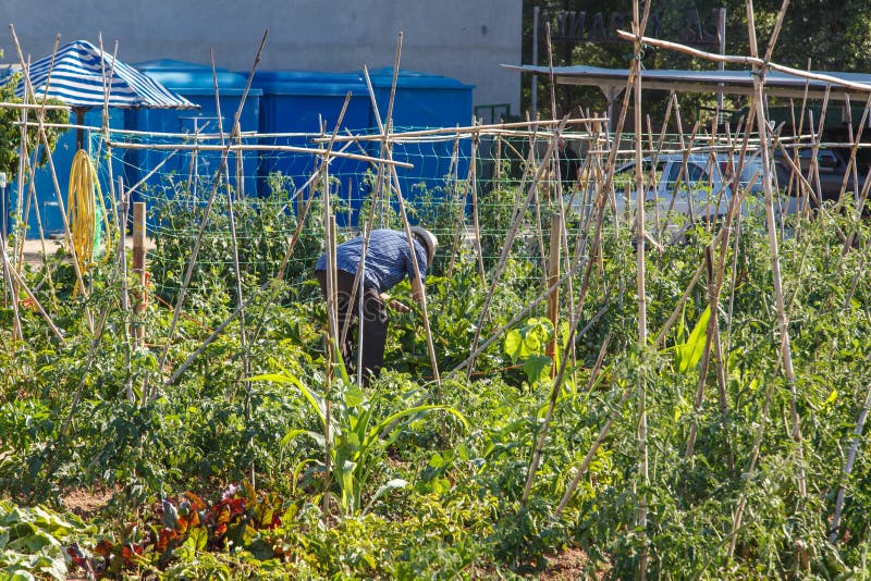 Man workin in the orchard stock photo. Image of kitchen - 55835956