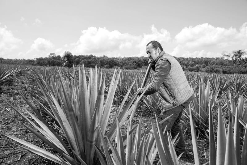 Man Working on Agave Cutting for the Tequila Industry Stock Photo ...