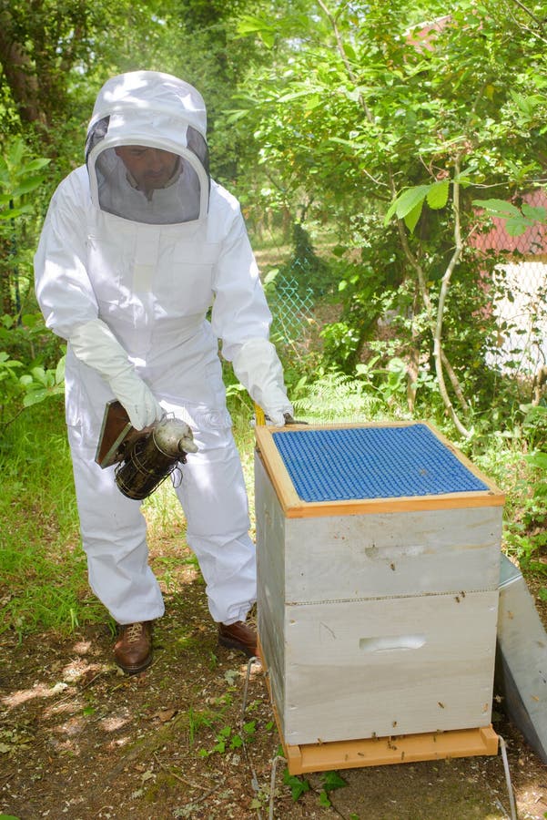 Man working on bee hive stock photo. Image of insect - 233684510