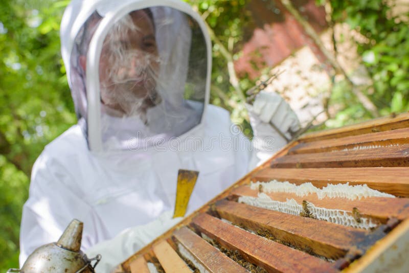 Man working on bee hive stock photo. Image of worker - 266506268