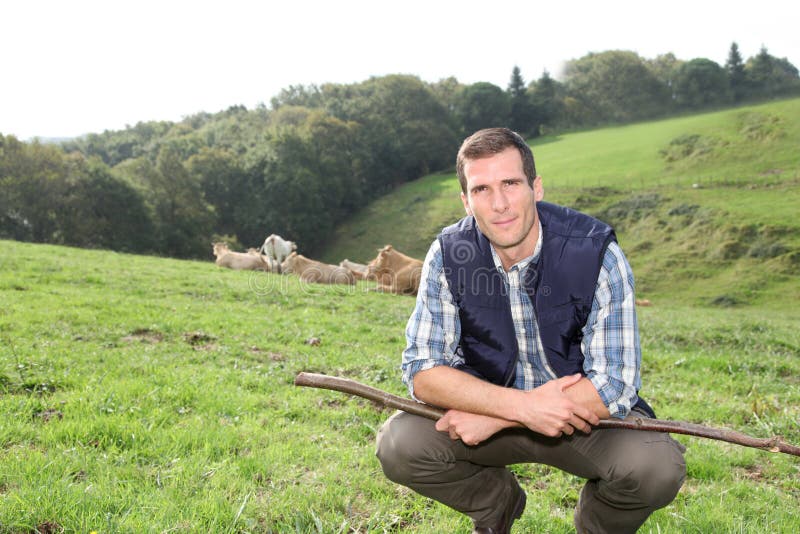 Man Working in Field with Cattle Stock Image - Image of pasturage ...