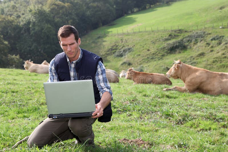 Man Working in Field with Cattle Stock Photo - Image of grazing, cows ...