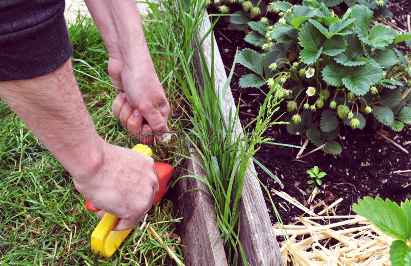 Man Working in a Garden Cutting Gras with a Hand Tool Stock Photo ...
