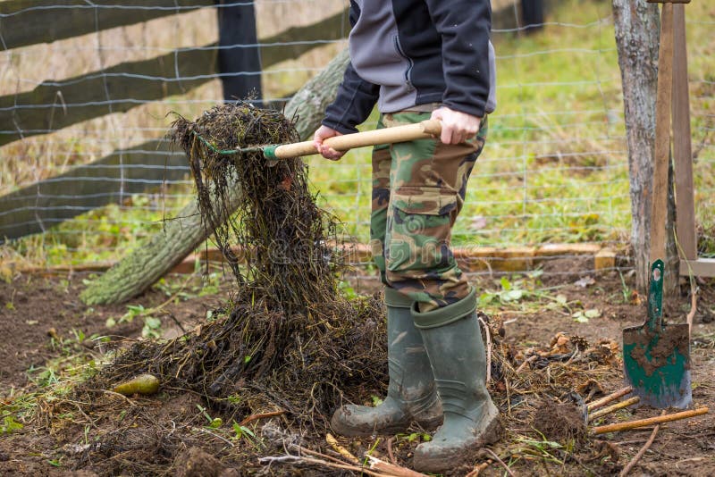 Man Working in Garden with Fork Stock Image - Image of agricultural ...