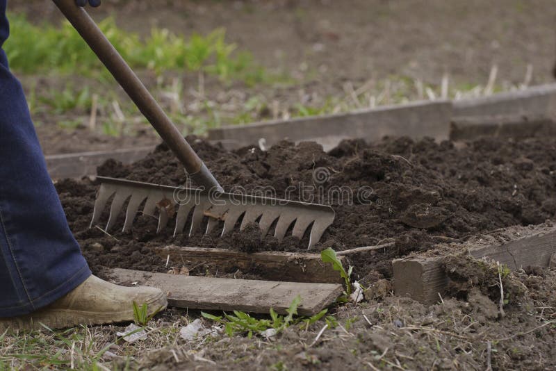 Man Working in a Garden Rake , Aligns a Bed Stock Photo - Image of weed ...