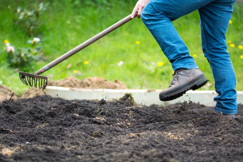 Man Working in Garden with Rake Stock Photo - Image of spring, black ...