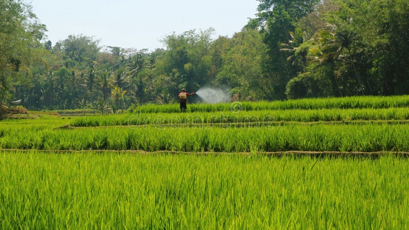 The Man Working at Growing Rice Fields Stock Photo - Image of meadow ...