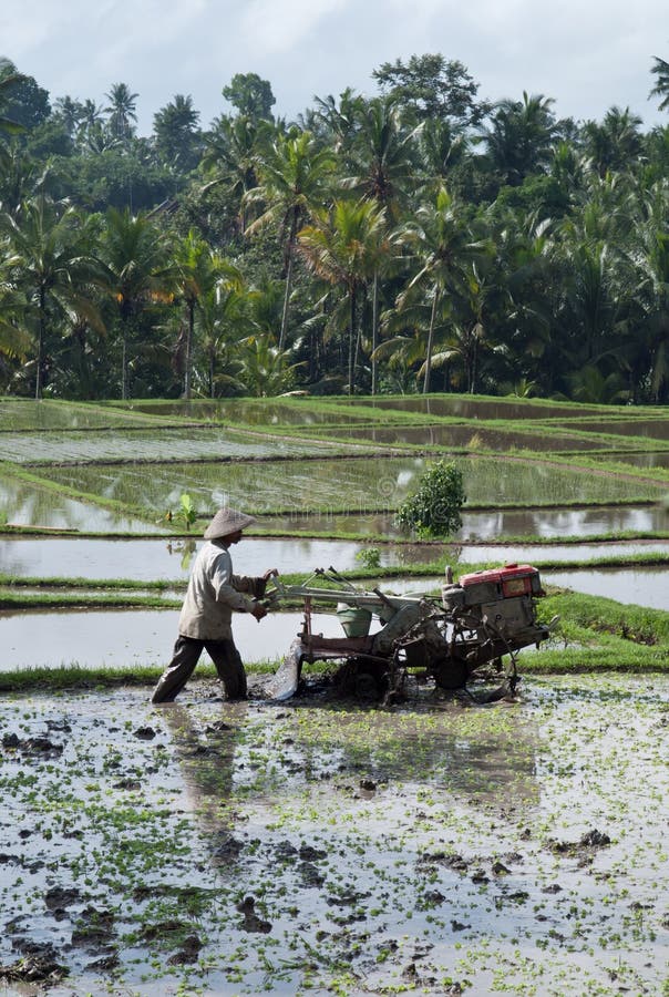 Man Working in a Rice Field Editorial Stock Photo - Image of nature ...