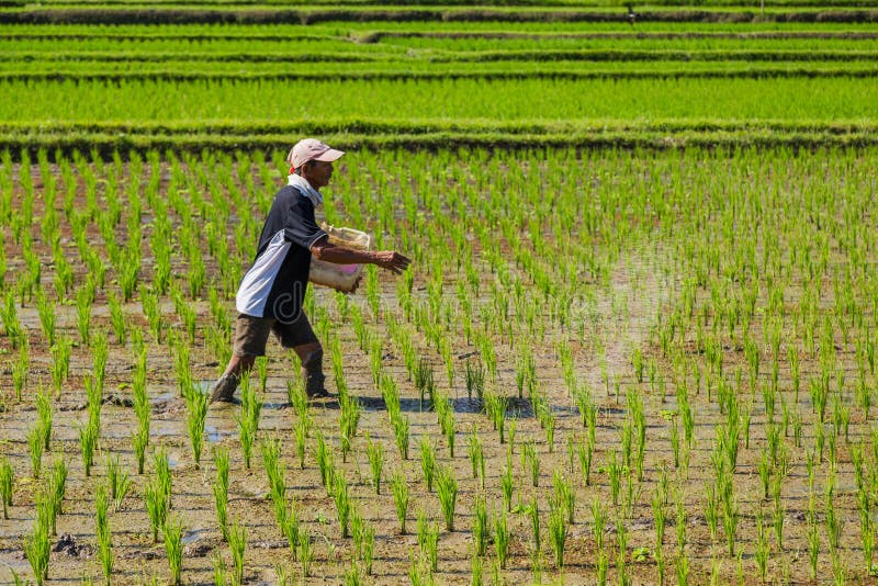 Man Working in the Rice Fileds Editorial Stock Image - Image of plant ...