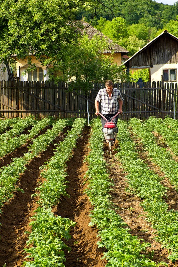 Man Working the Soil with Small Machine Stock Photo - Image of country ...