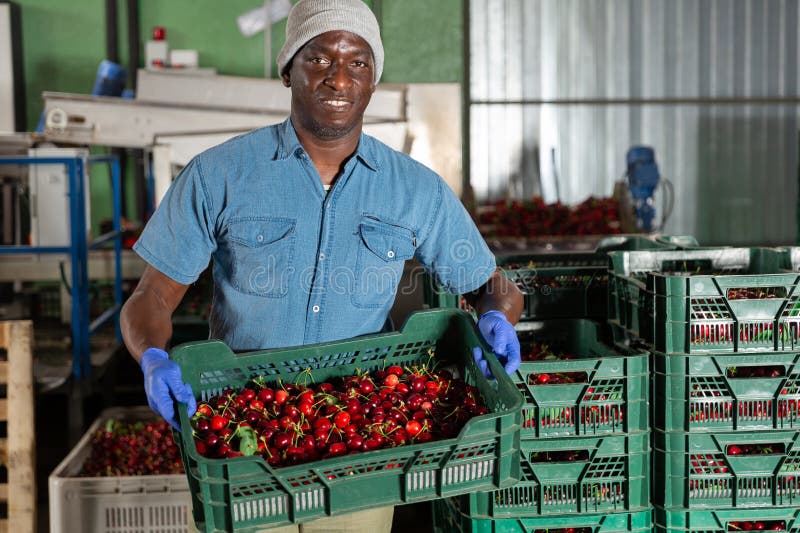 Man Working on Sorting Line at Fruit Warehouse, Stacking Boxes with ...