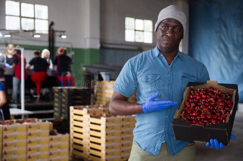 Man Working on Sorting Line at Fruit Warehouse, Stacking Boxes with ...