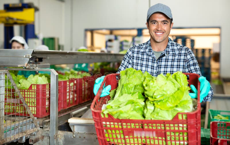 Man Working on Sorting Line at Vegetable Warehouse, Stacking Boxes with ...