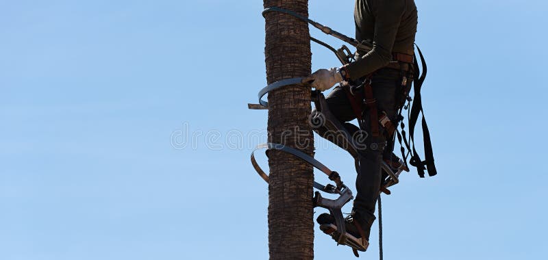 Man Working at the Top of a Palm Tree. Worker Who Pruning Palm Trees in ...