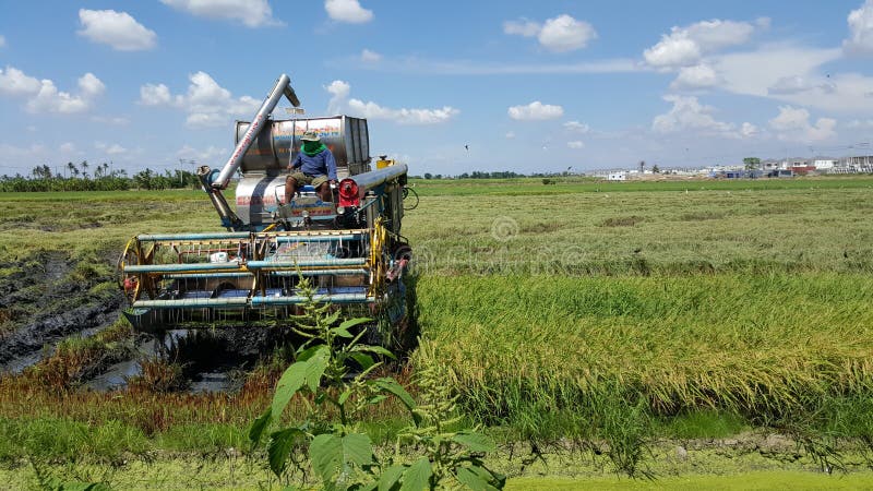 Man Working on Tractor for Rice Harvest Editorial Photo - Image of ...