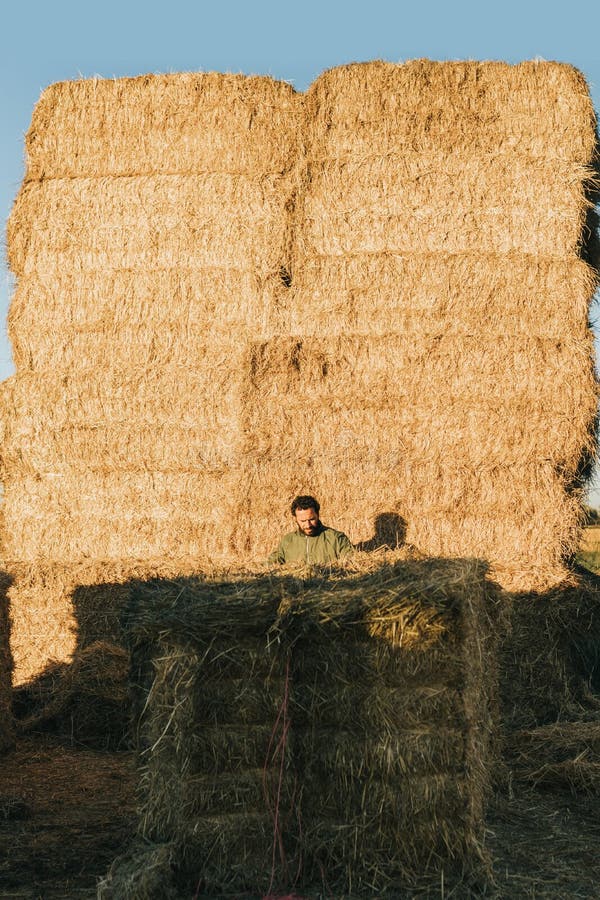 A Man Working Under a Large Pile of Bales of Oat Hay at Dawn Stock ... A Man Working Under a Large Pile of Bales of Oat Hay at Dawn Stock ...