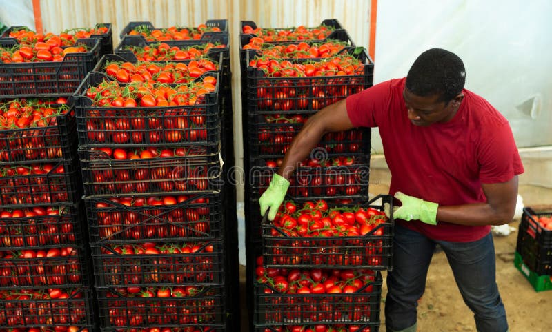Man Working at Vegetable Warehouse with Tomatoes Stock Photo - Image of ...