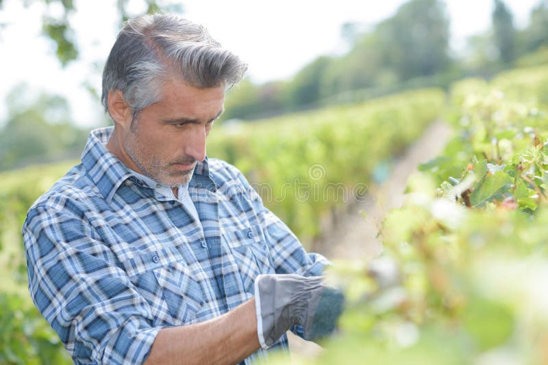 Man working in vines stock photo. Image of male, grower - 232038164