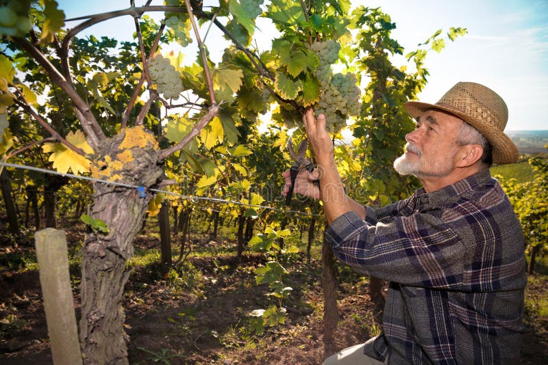 Man working in a vineyard stock image. Image of grape - 45272347