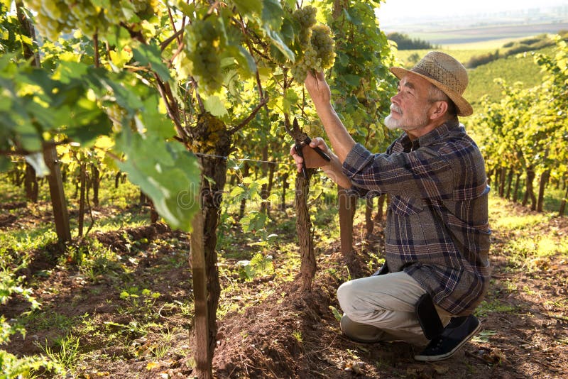 Man working in a vineyard stock image. Image of agriculture - 45272241