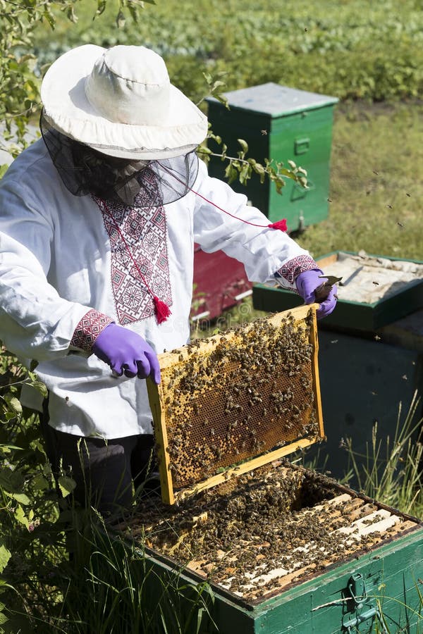 A man works in an apiary stock image. Image of body, equipment - 96348579