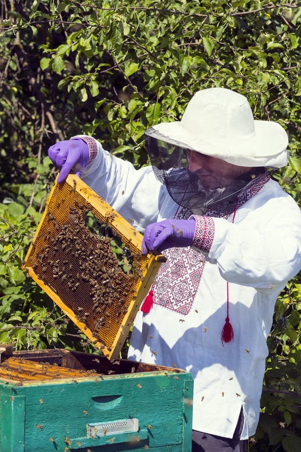 A man works in an apiary stock photo. Image of gaze, beekeeping - 96348706