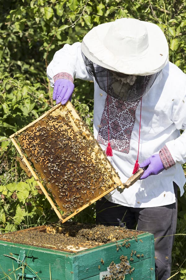 A man works in an apiary stock photo. Image of people - 96348788