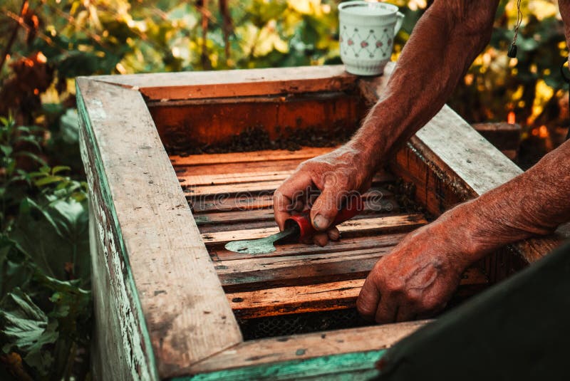 A Man Works in an Apiary with Tools Near the Beehive with Honey and ...