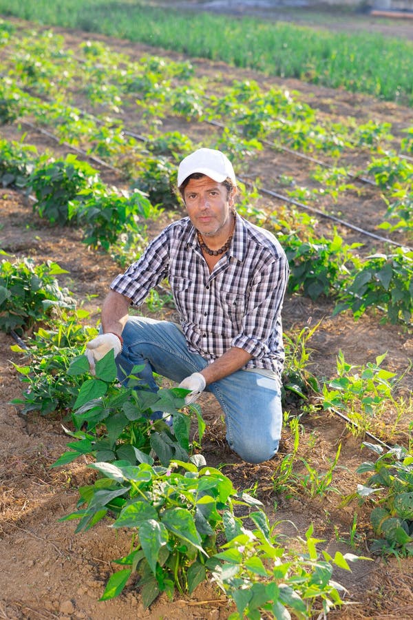Man Works on Plantation and Performs Work on Cultivation of Edible ...