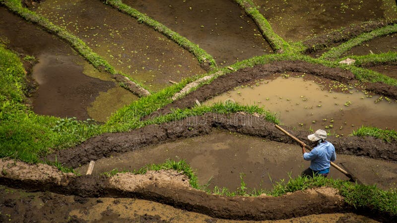 The Man Works in Rice Field in Bali Stock Photo - Image of asian, grass ...
