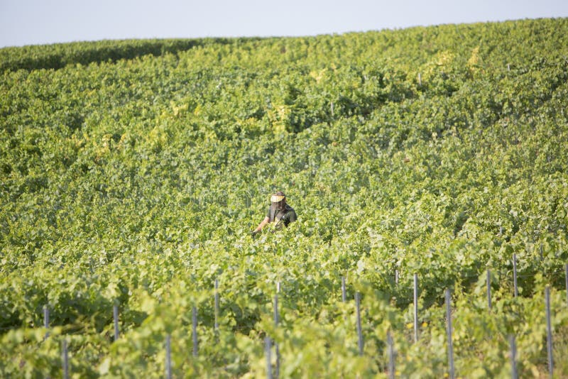 Man with Yellow Cap Mowing in Vineyard Stock Image - Image of garden ...