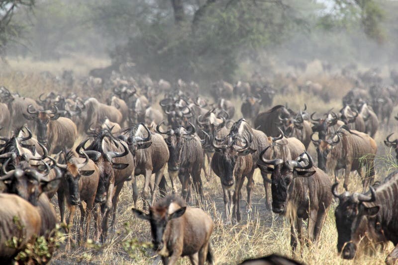 Migración De Los Antílopes Gnu Y Cebras Foto de archivo - Imagen de ...