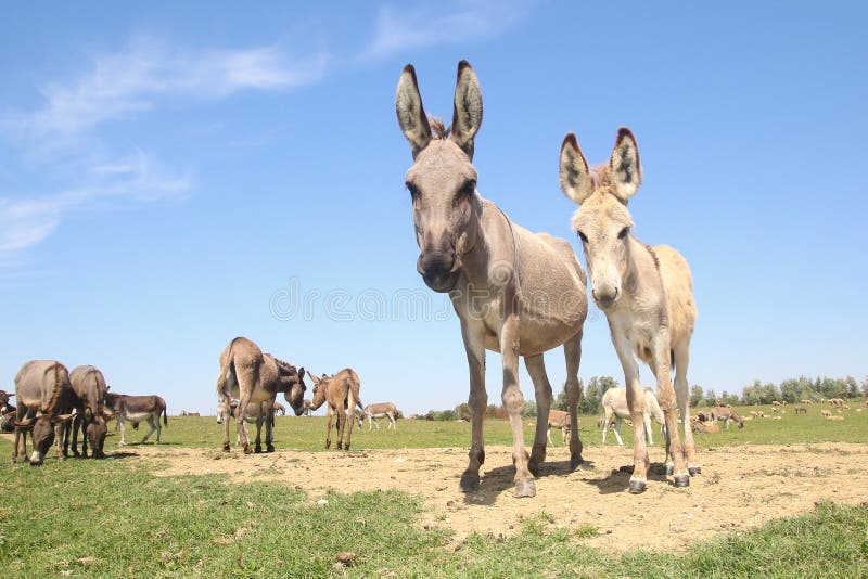 998 Manada De Burros Fotos de stock - Fotos libres de regalías de ...