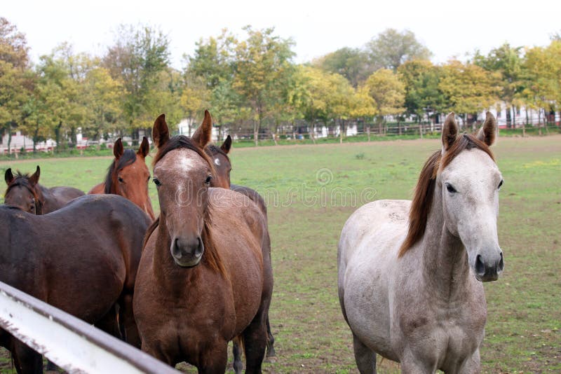 Caballos En Corral En Granja Foto de archivo - Imagen de campo, cubo ...