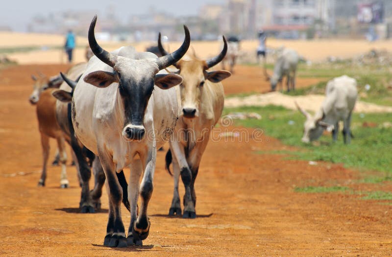 Manada de zebús imagen de archivo. Imagen de animal, manada - 27817653