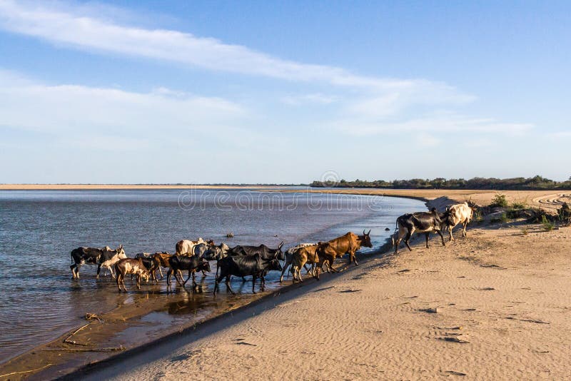 Manada de cebúes imagen de archivo. Imagen de ganados - 29227275