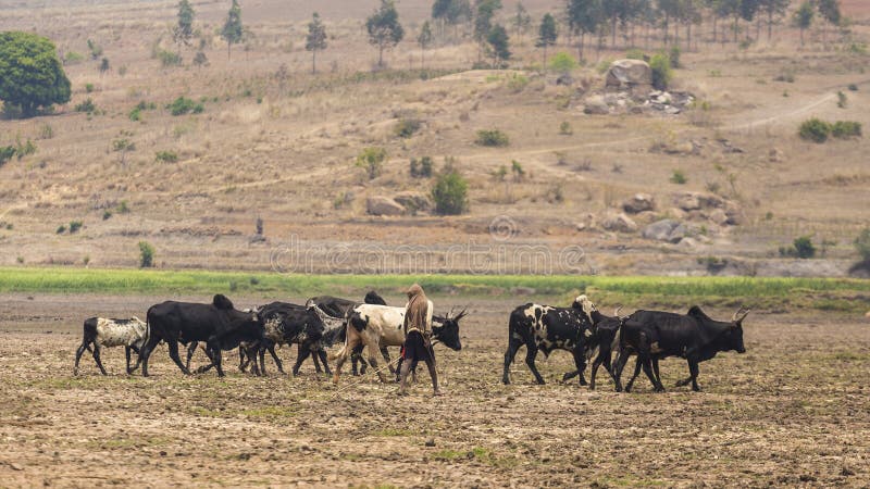 Manada de cebúes imagen de archivo. Imagen de animal - 27817653
