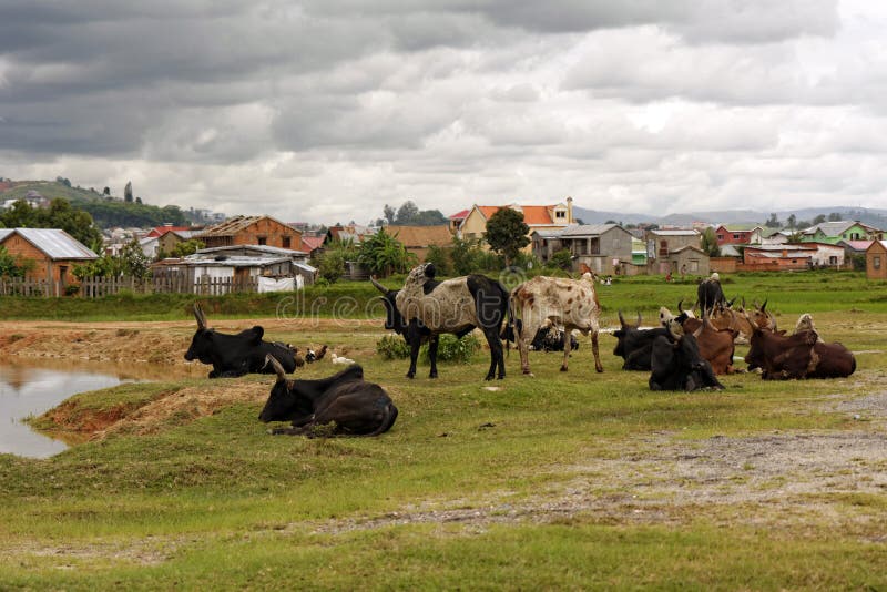 Manada de cebúes imagen de archivo. Imagen de animal - 27817653