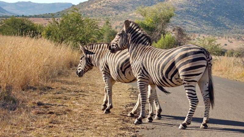 Zebra Cruzando La Carretera Foto de archivo - Imagen de meridional ...