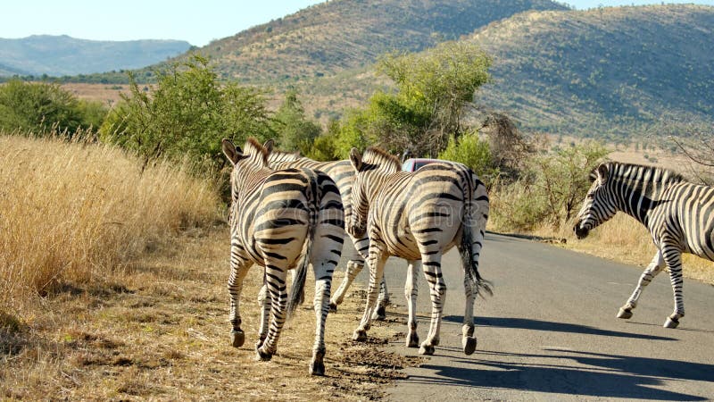 Zebra Cruzando La Carretera Foto de archivo - Imagen de meridional ...