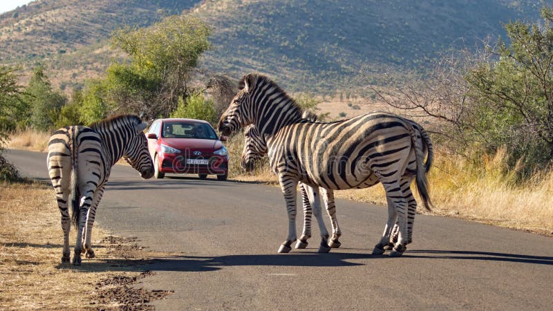 Zebra Cruzando La Carretera Foto de archivo - Imagen de meridional ...