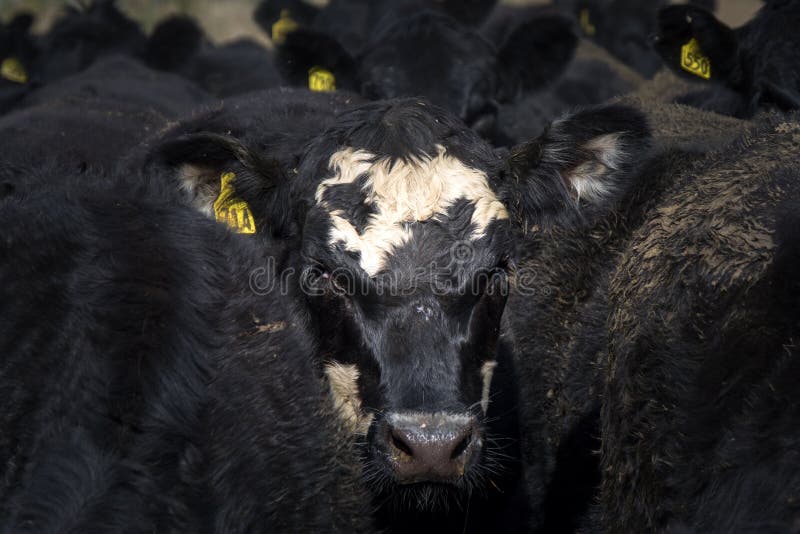 Manada De La Vaca, Nueva Zelanda Imagen de archivo - Imagen de ganados ...