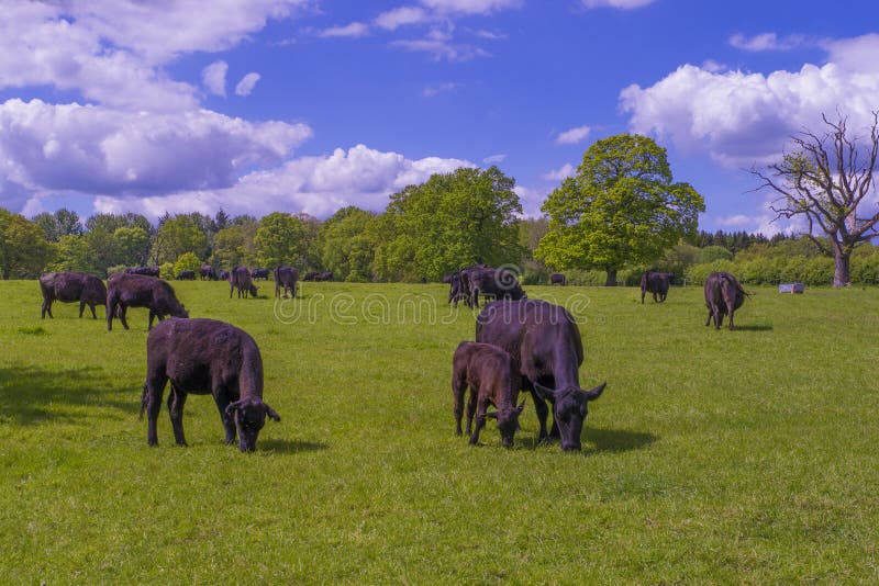 Manada De Las Vacas Que Pastan Imagen de archivo - Imagen de philip ...