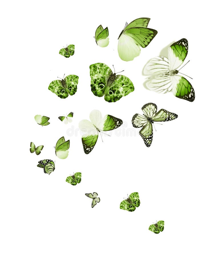 Manada De Mariposas Voladoras Aisladas Stock de ilustración ...