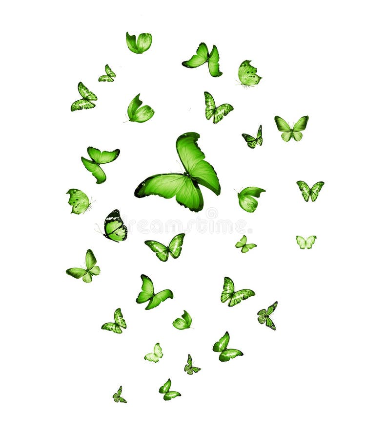 Manada De Mariposas Voladoras Aisladas Stock de ilustración ...