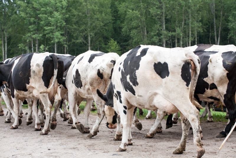 Manada de vacas foto de archivo. Imagen de animal, verano - 130374146