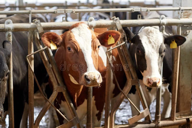 Manada De Vacas En Establo En La Granja Lechera Imagen de archivo ...