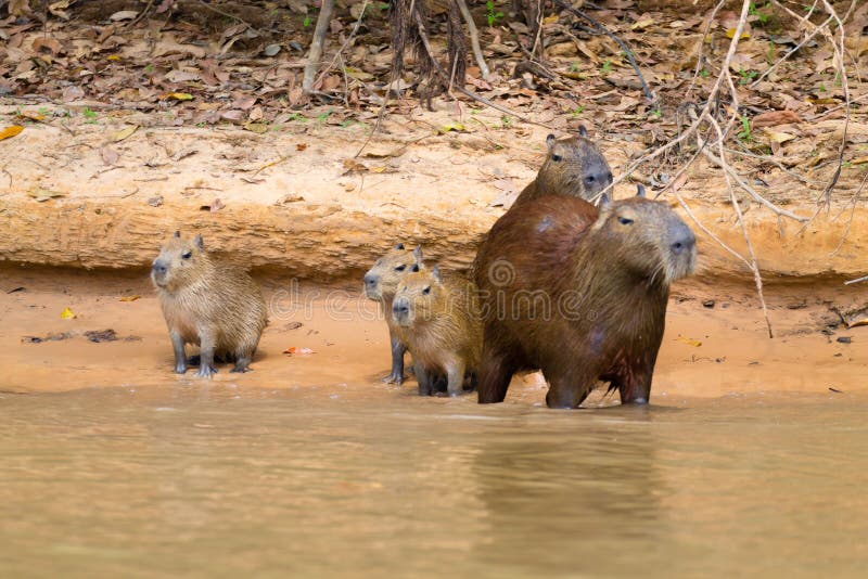 Manada Del Capybara De Pantanal, El Brasil Imagen de archivo - Imagen ...