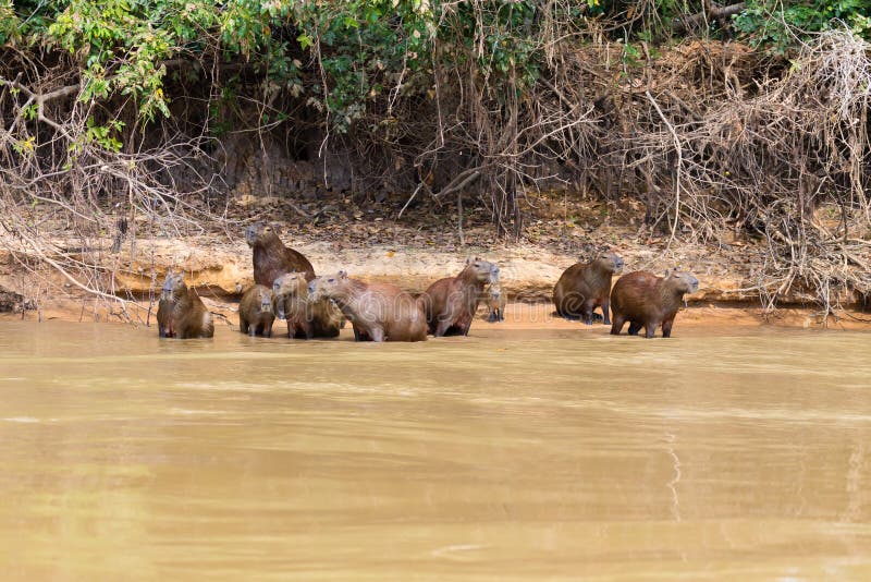 Manada Del Capybara De Pantanal, El Brasil Imagen de archivo - Imagen ...