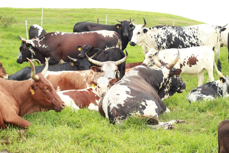Un Toro Montando Una Vaca En Un Campo De Ganado Foto de archivo ...